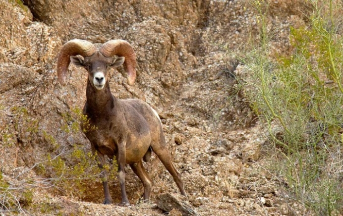 Aumenta población de borrego cimarrón en Sonora :: El Chiltepn.mx